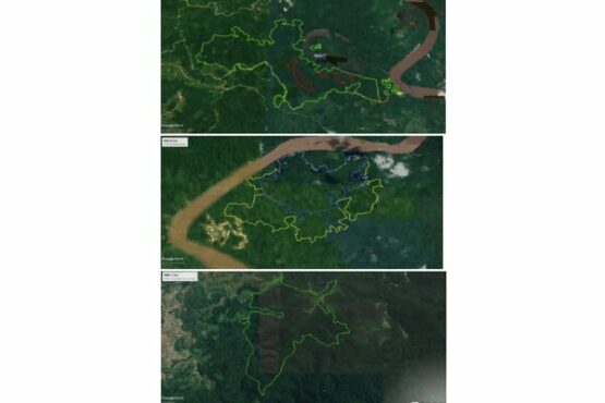 Chanee Kalaweit, Bule Prancis Beli Hutan Kalimantan untuk Dilestarikan ...