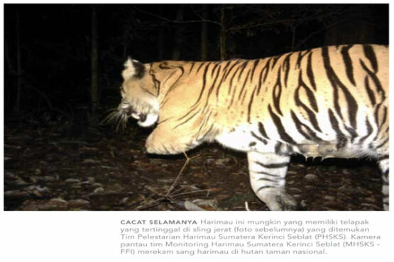 Kisah Tobatnya Pemburu Harimau dan Amisnya Jerat Kawat Sindikat - Espos.id
