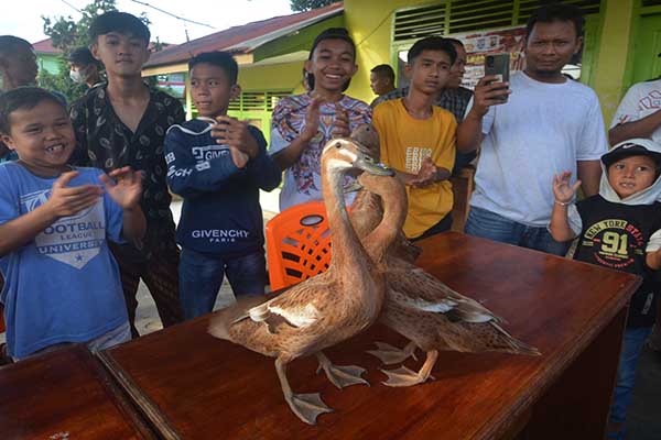 Potret Uniknya Pacu Itik, Lomba Balap Bebek Terbang di Payakumbuh ...