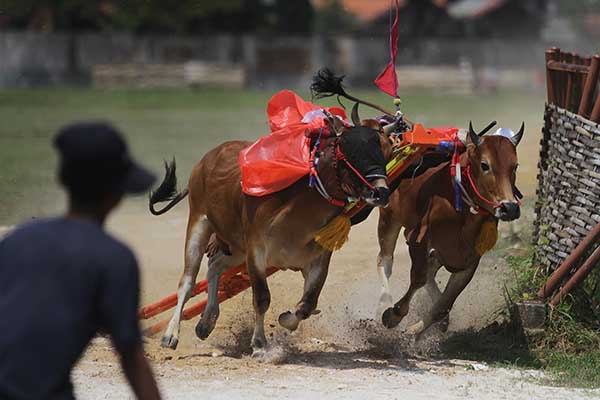Uji Kecepatan dan Stamina, Begini Potret Latihan Karapan Sapi di ...