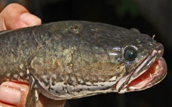 Ikan Gabus, Dicari di Indonesia tapi Dibunuh di Amerika - Espos.id